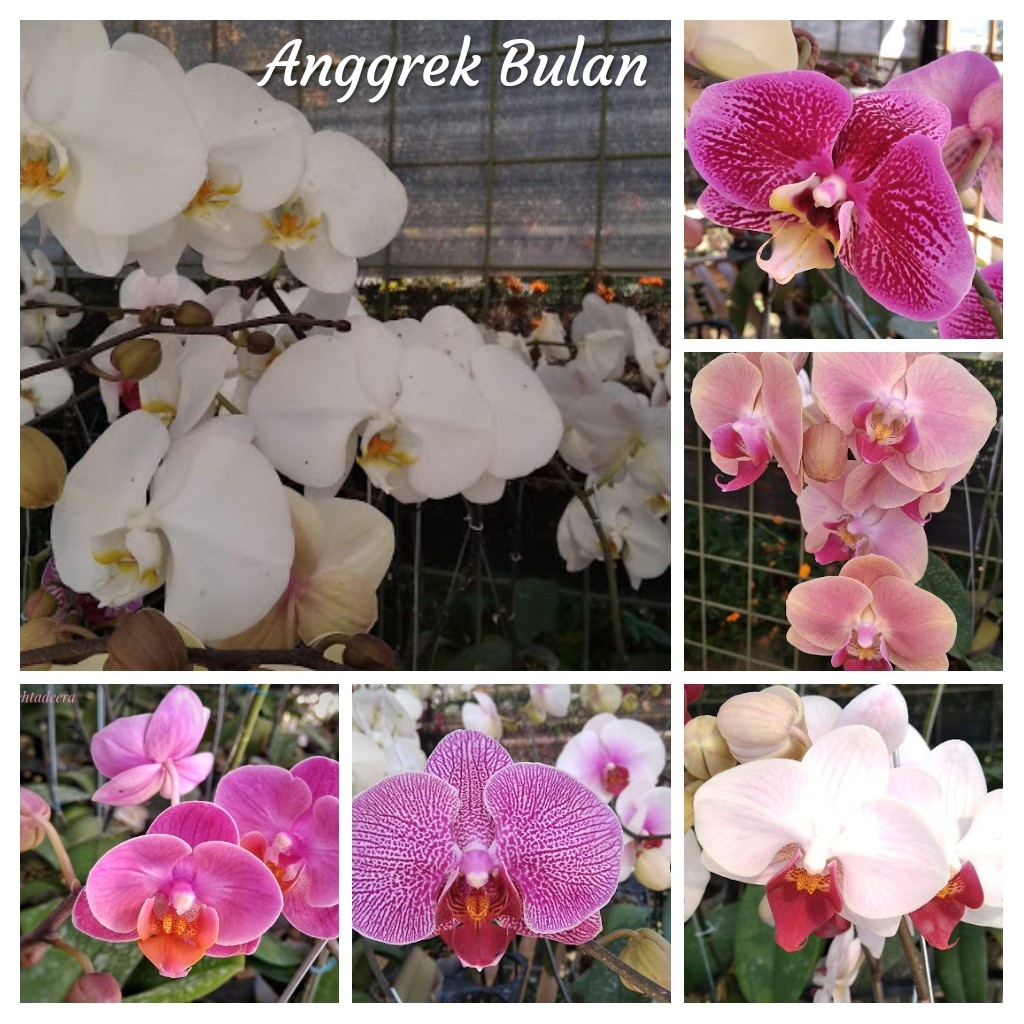 Menikmati Bunga-bunga Indah di Wisata Taman Anggrek Guci – LALANG UNGU