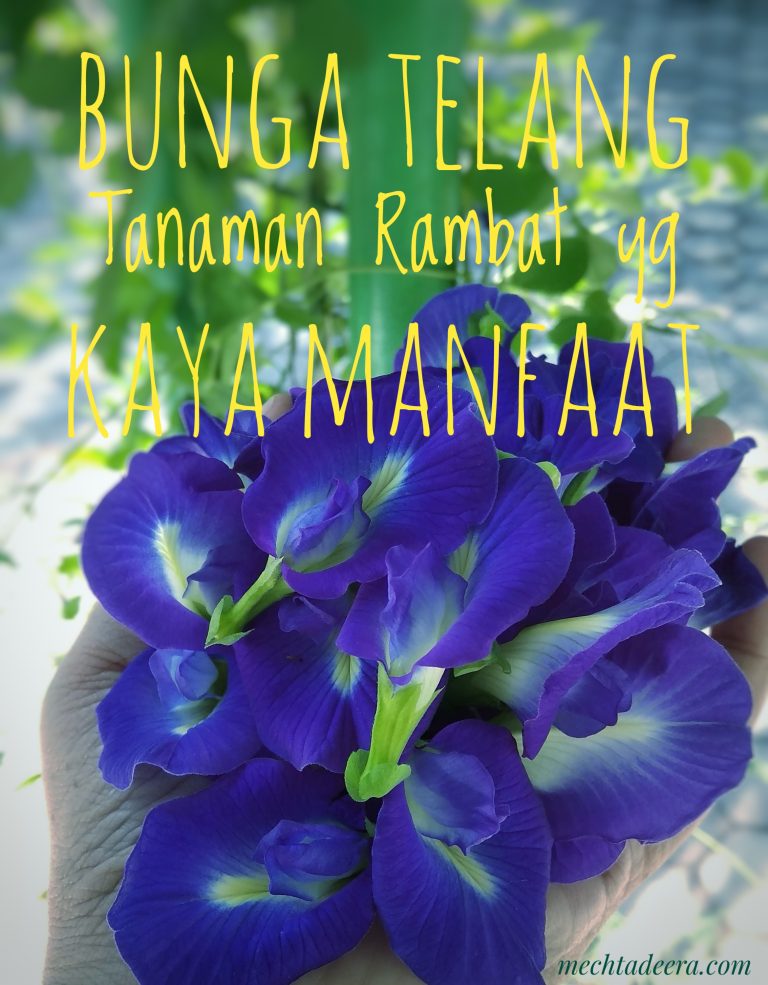 Bunga Telang, Tanaman Rambat yang Kaya Manfaat – LALANG UNGU