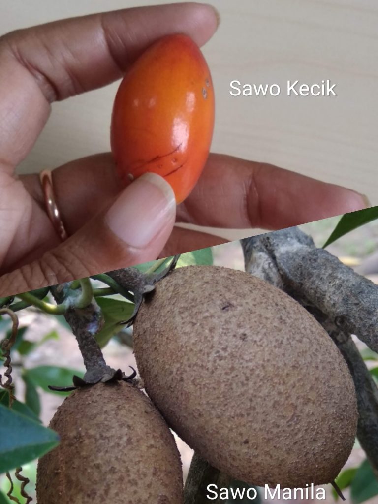 Menanti Matangnya Si Mungil Sawo Kecik – LALANG UNGU