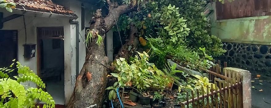 Rungkat – LALANG UNGU