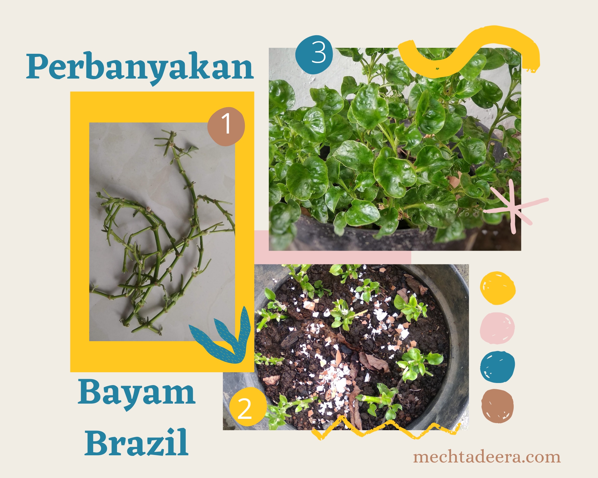 Bayam Brazil, Tanaman yang Mudah Dirawat dan Kaya Manfaat – LALANG UNGU
