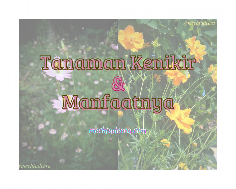 Yuk Mengenal Tanaman Kenikir dan Manfaatnya – LALANG UNGU