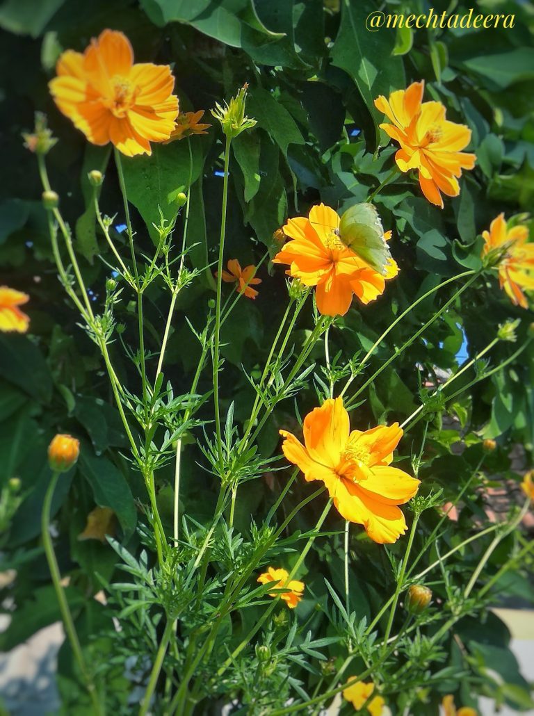 Yuk Mengenal Tanaman Kenikir dan Manfaatnya – LALANG UNGU