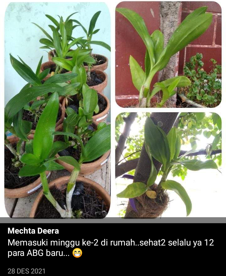 Ceritaku 17 Bulan Merawat Seedling Dendrobium – LALANG UNGU