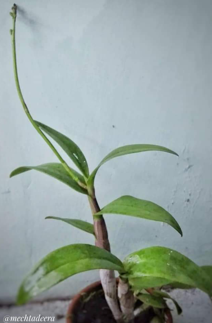 Ceritaku 17 Bulan Merawat Seedling Dendrobium – LALANG UNGU