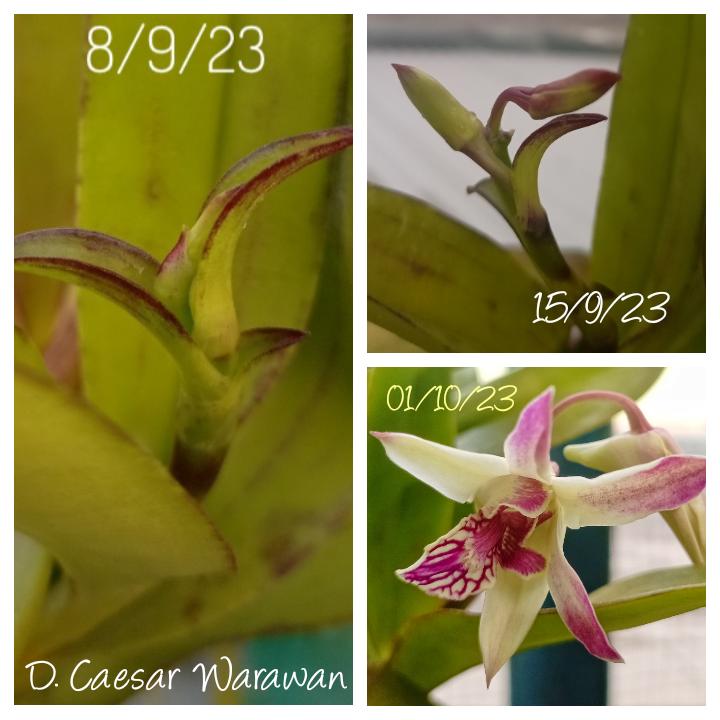 Jurnal Anggrek (3): Dendrobium Caesar Warawan – LALANG UNGU